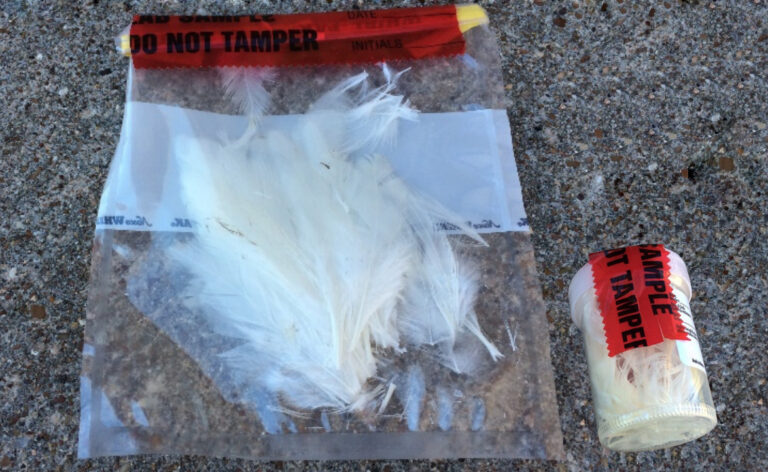 Feather Sample Collection Preparation - Texas A&M Veterinary Medical ...