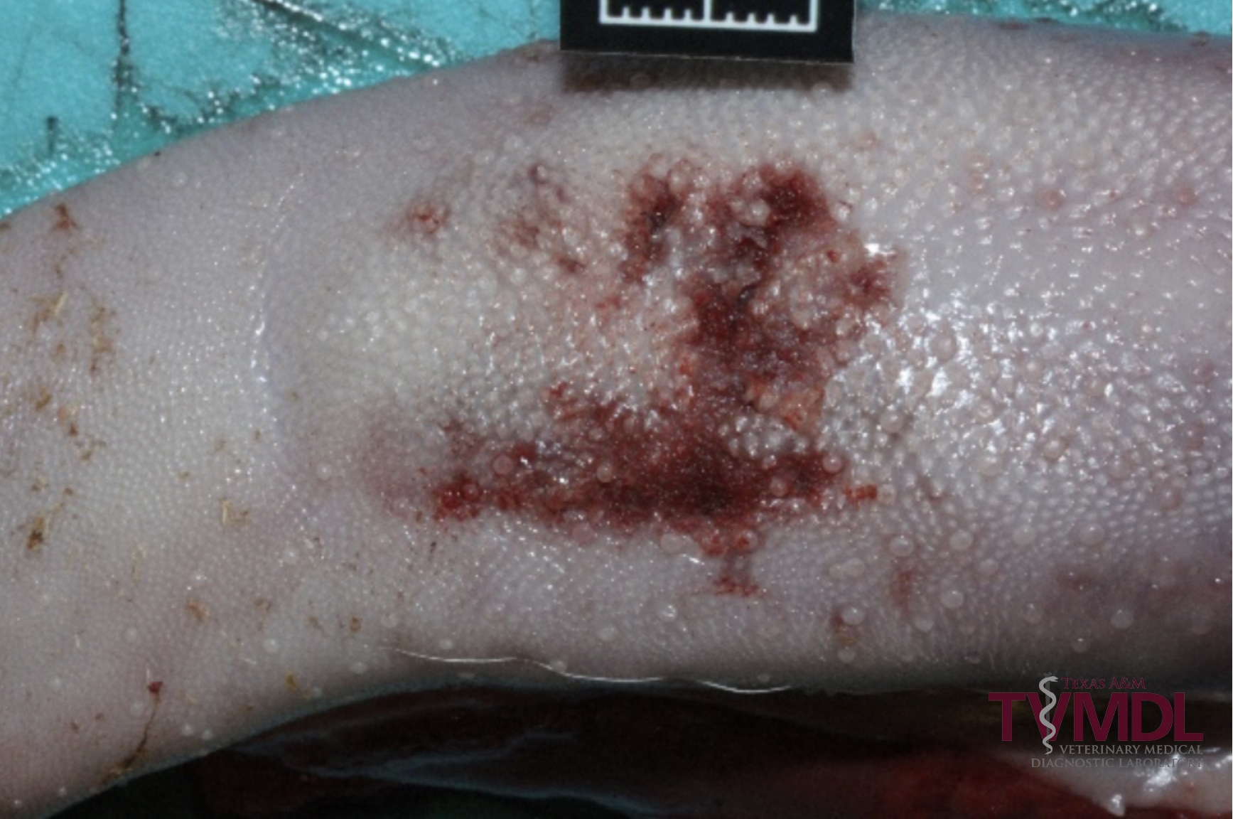 Epizootic hemorrhagic disease (EHD) in white-tailed deer - Texas A&M ...