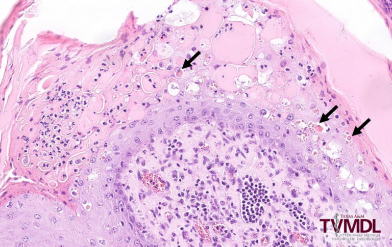 Contagious ecthyma diagnosed in a young goat - Texas A&M Veterinary ...