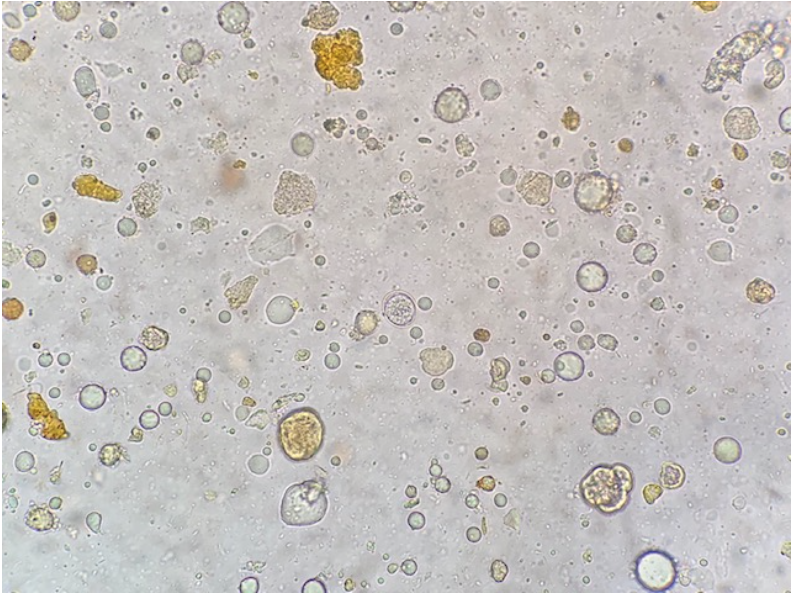 Digital Parasitology Services - Texas A&M Veterinary Medical Diagnostic ...